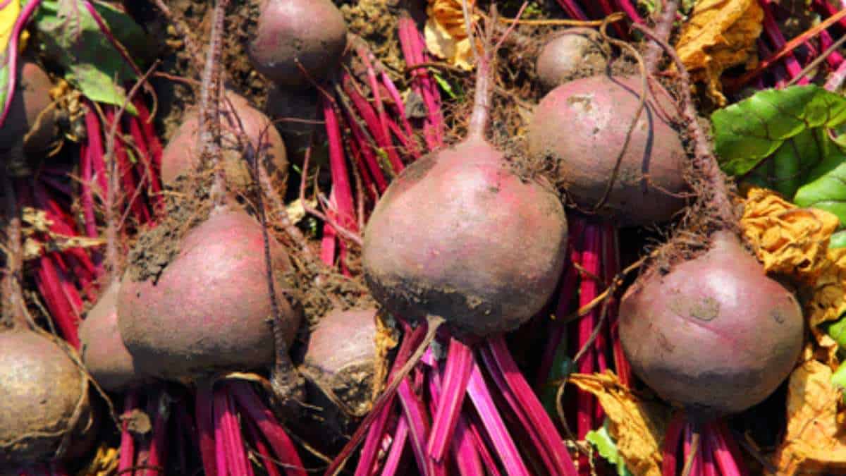 12 Buah dan Sayur Mudah Tumbuh Dan Dirawat Bagi Pekebun Pemula (1/2)