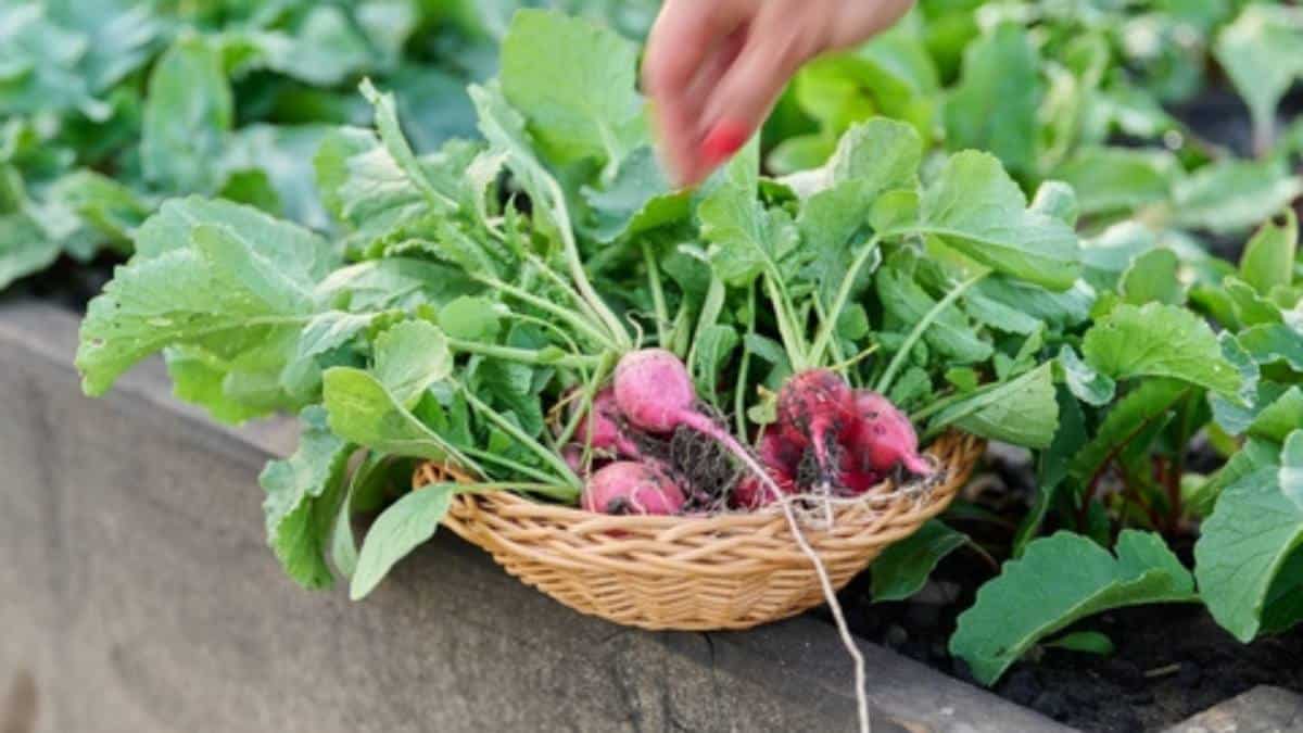 12 Buah dan Sayur Mudah Tumbuh Dan Dirawat Bagi Pekebun Pemula (1/2)
