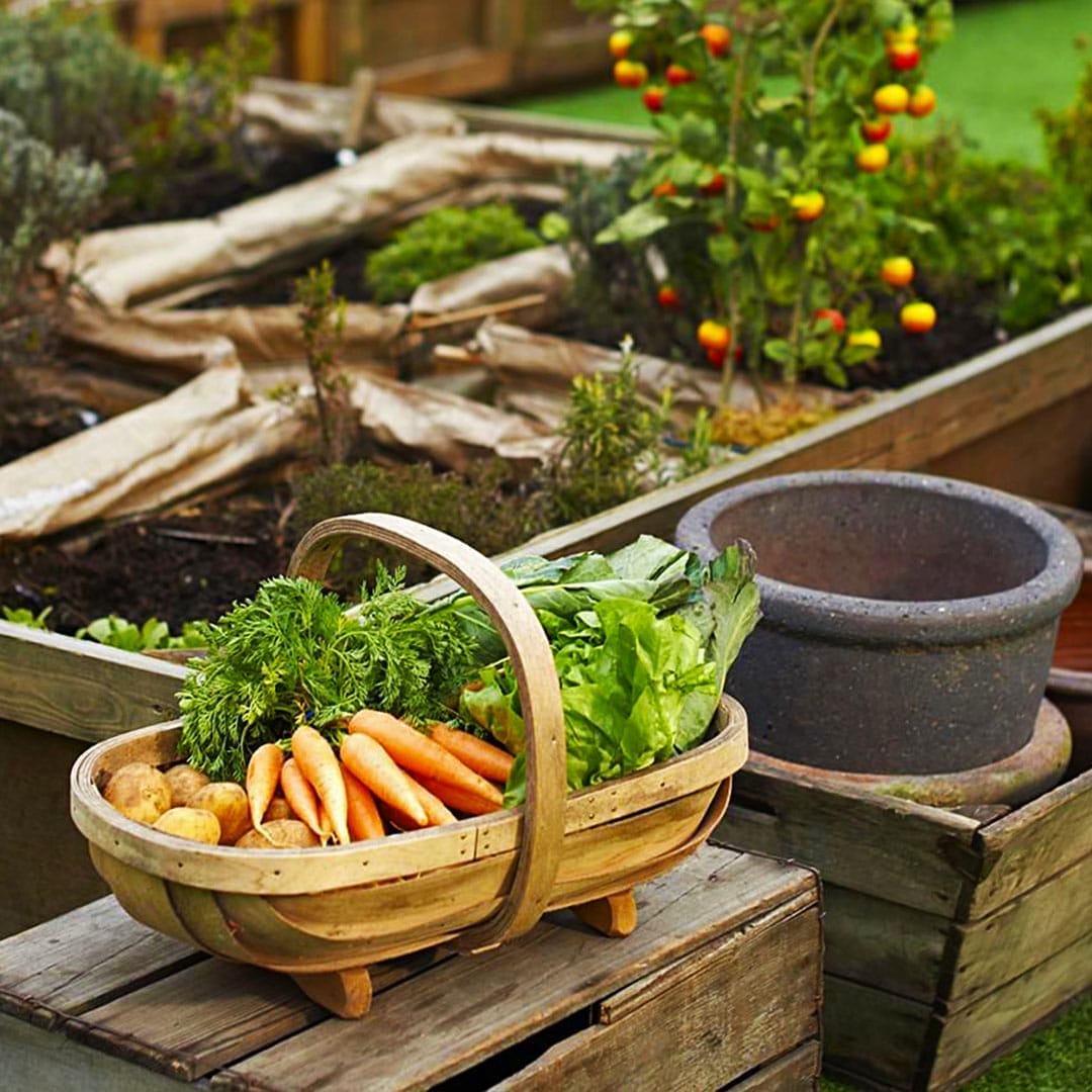 12 Buah dan Sayur Mudah Tumbuh Dan Dirawat Bagi Pekebun Pemula (1/2)